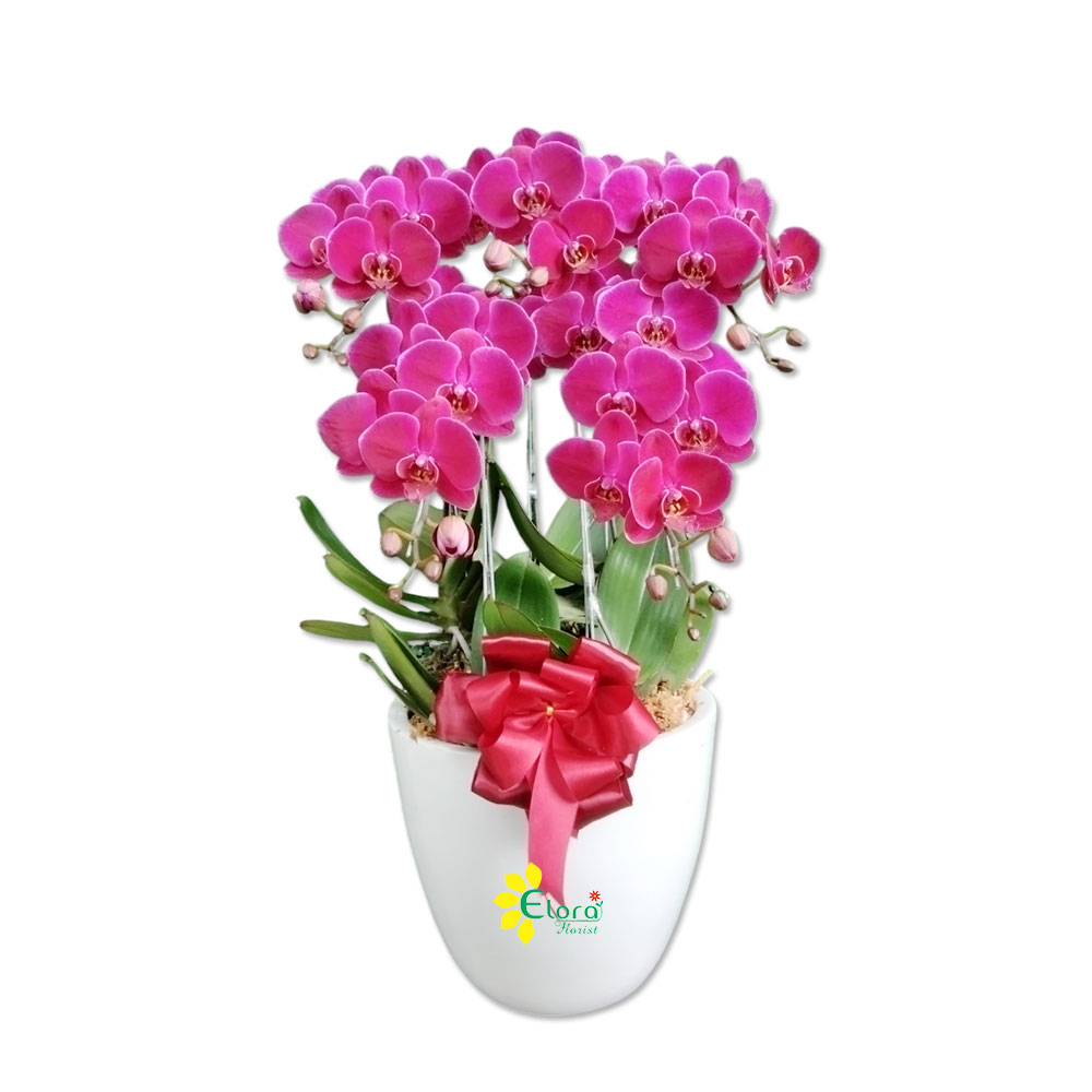 Jual Bunga Anggrek Jabodetabek 087776727771 - Page 3 of 3 | Toko Bunga ...