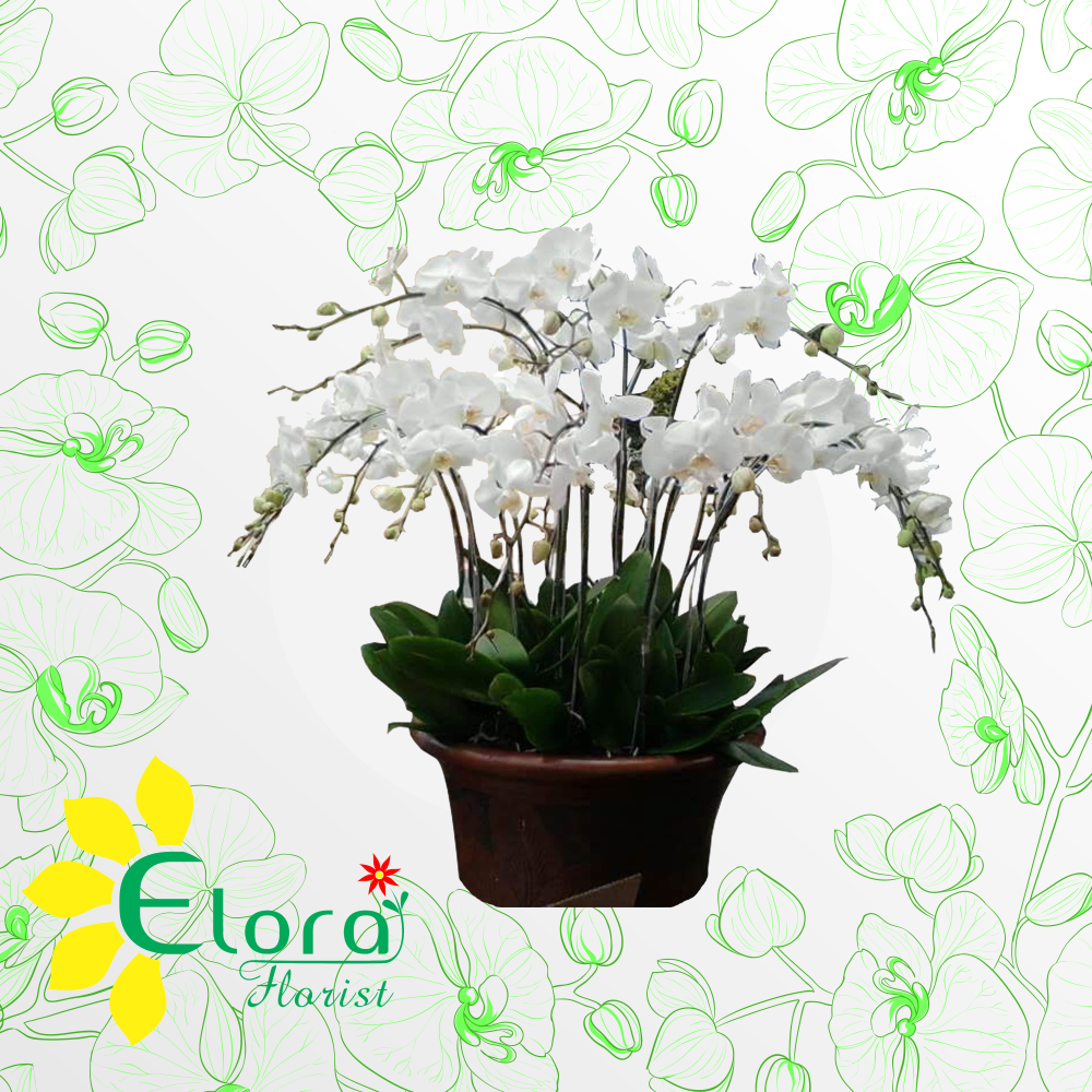 Toko Bunga Anggrek di Jakarta Selatan - Terlengkap & Termurah