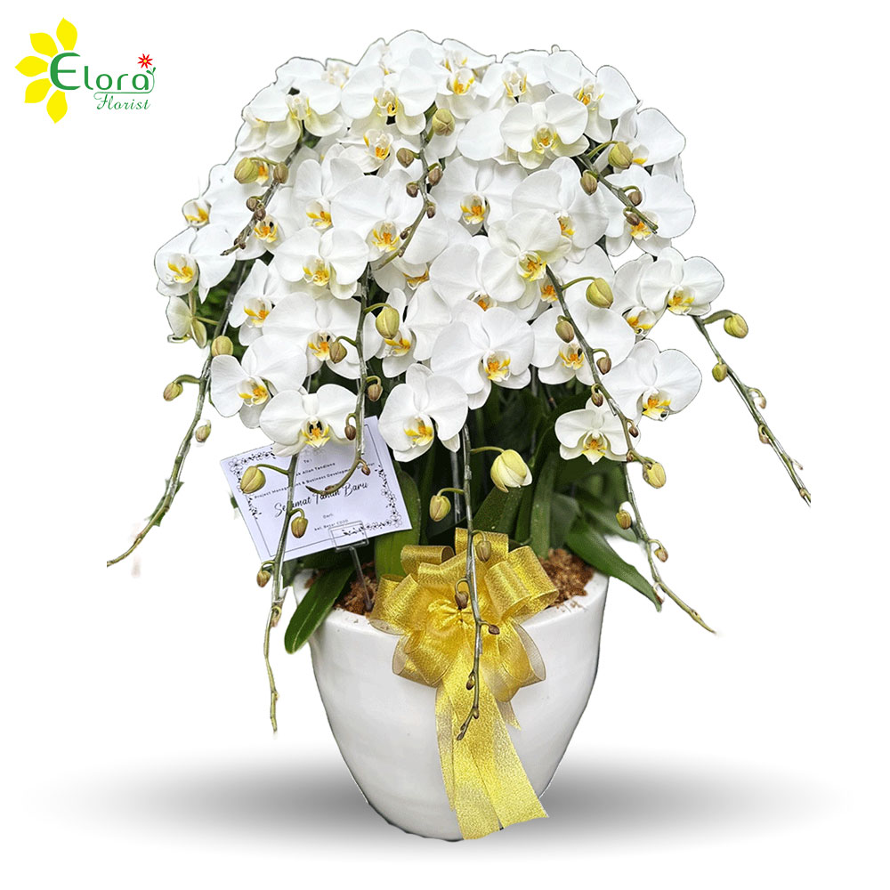 Jual Bunga Anggrek Harga Termurah