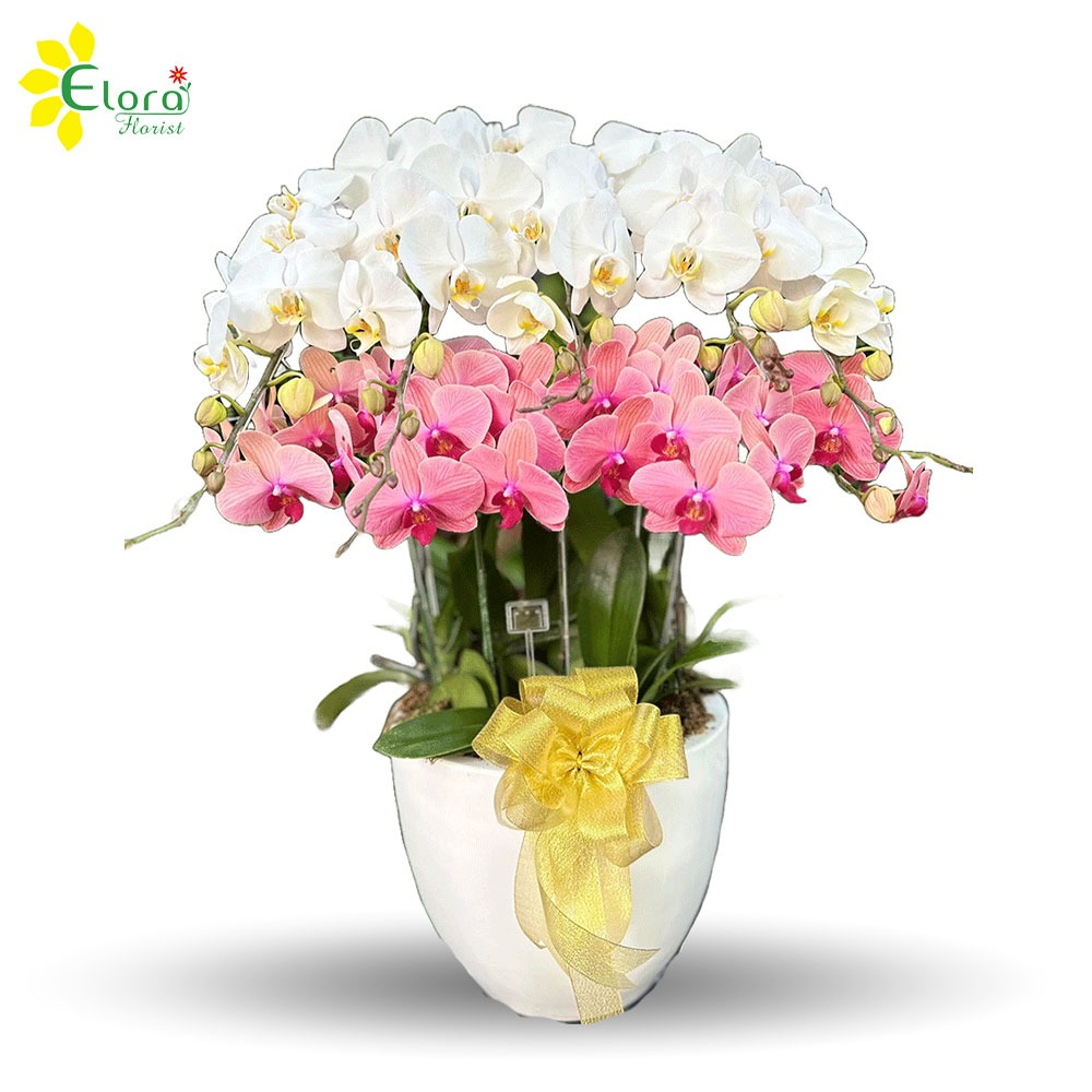 Jual Bunga Anggrek Harga Termurah