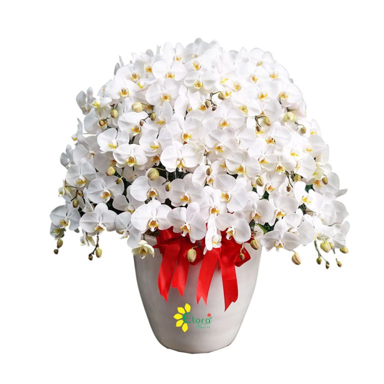 Jual Bunga Anggrek Harga Termurah